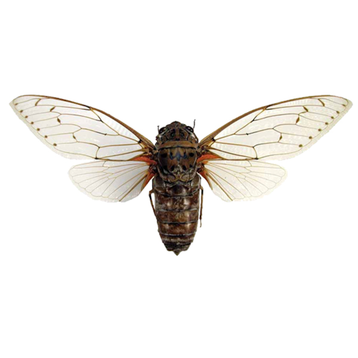 Pinning and Learning: Empress Cicada | Harvard Museum of Natural History