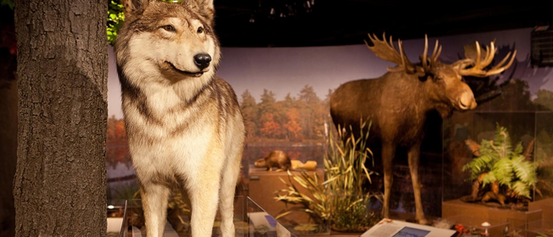 New England Forests | Harvard Museum of Natural History