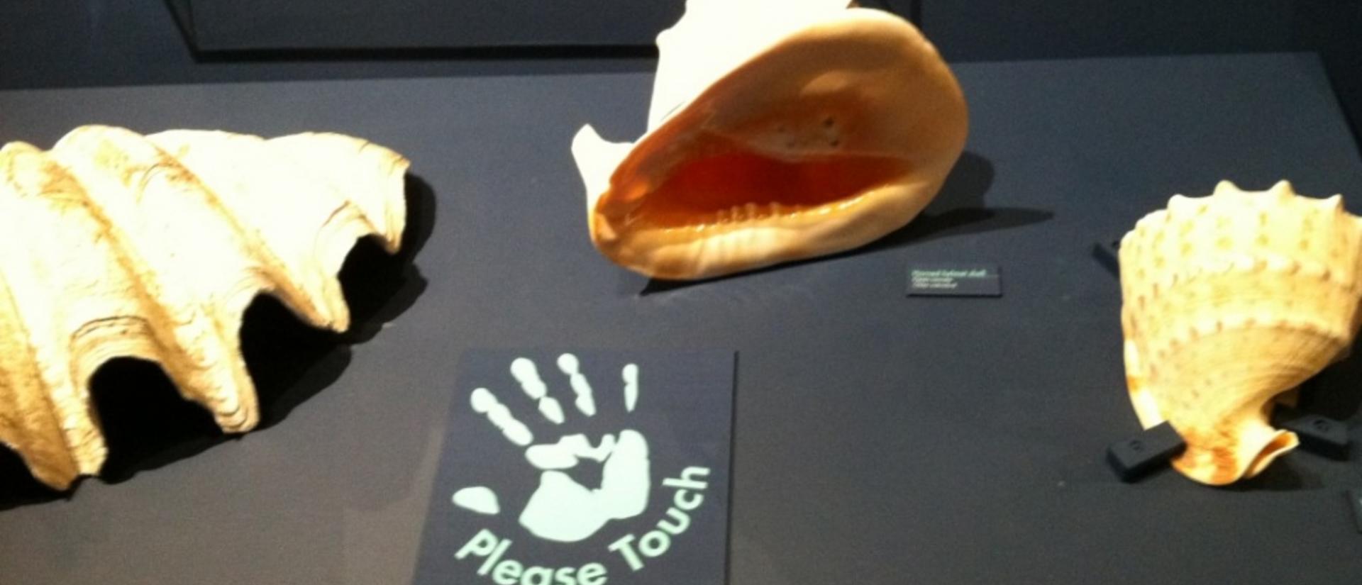 Mollusks: Shelled Masters of the Marine Realm | Harvard Museum of ...