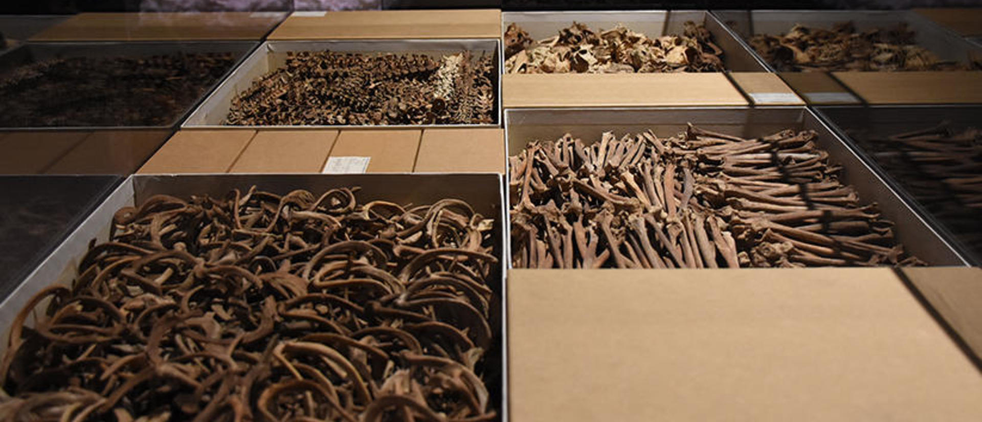 Next of Kin: Seeing Extinction through the Artist’s Lens | Harvard ...