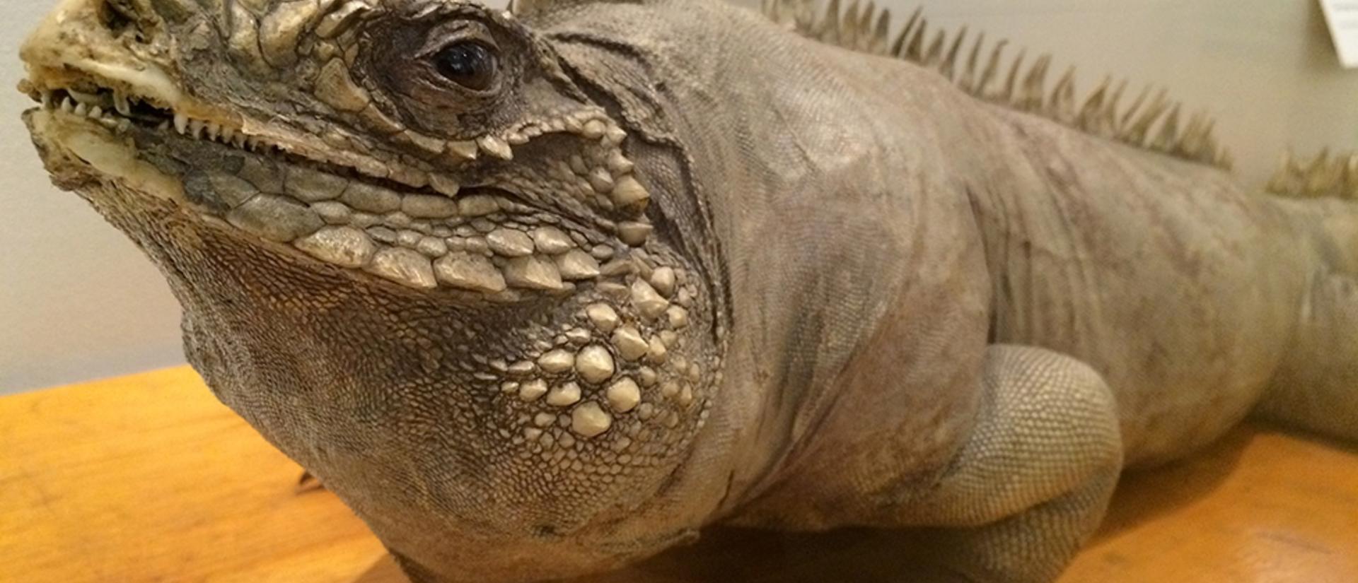 Central and South America | Harvard Museum of Natural History