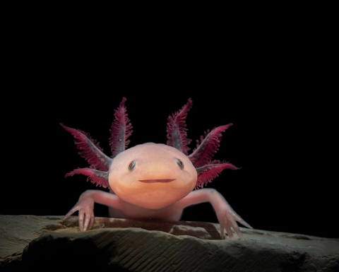 Science Spotlights: Amazing Axolotls! | Harvard Museum of Natural History