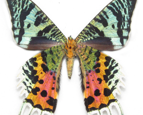 Pinning and Learning: Sunset Moth - SOLD OUT | Harvard Museum of ...